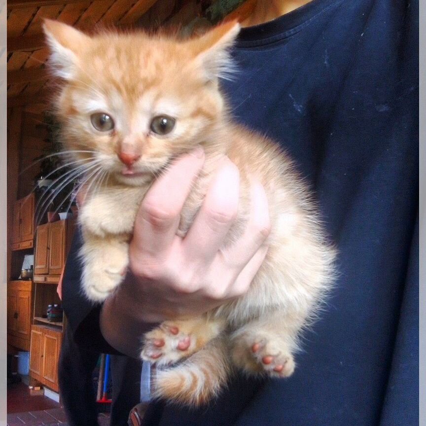 Котята /мама кошка