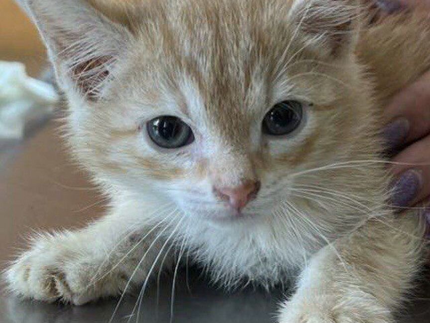 Котята в добрые руки приучены к лотку