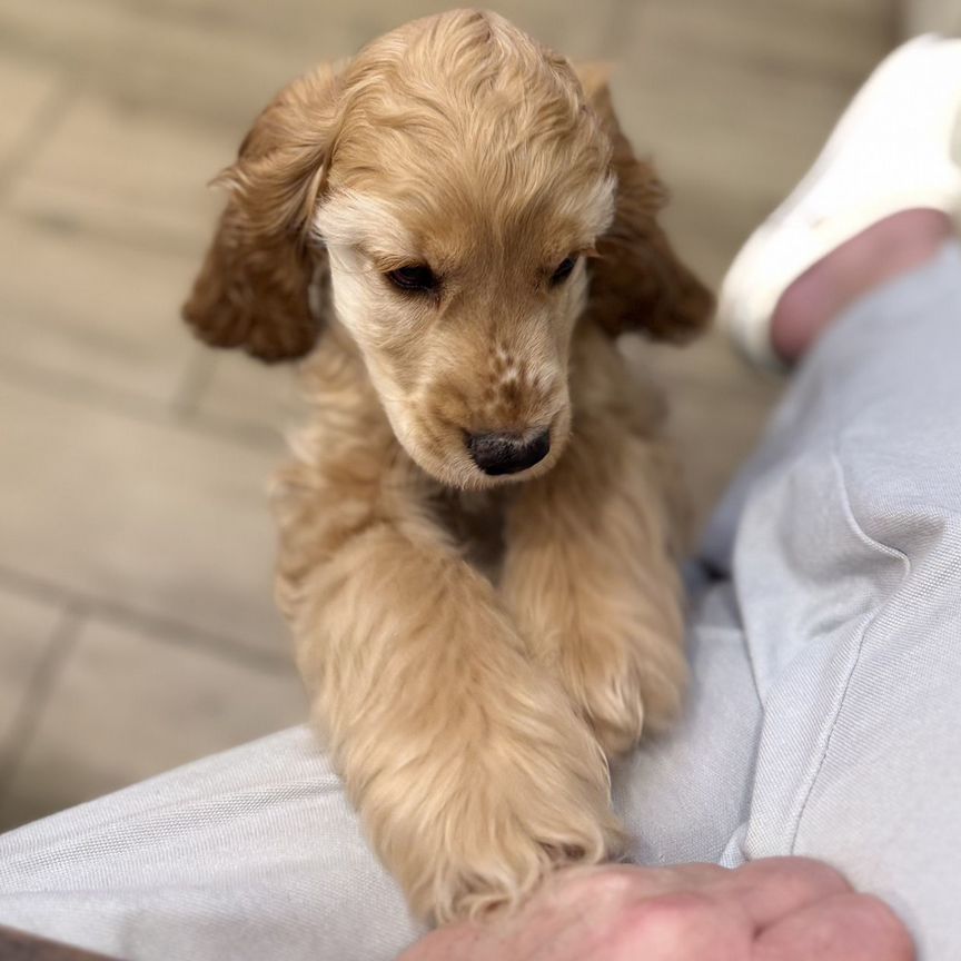 Английский кокер-спаниель, щенок