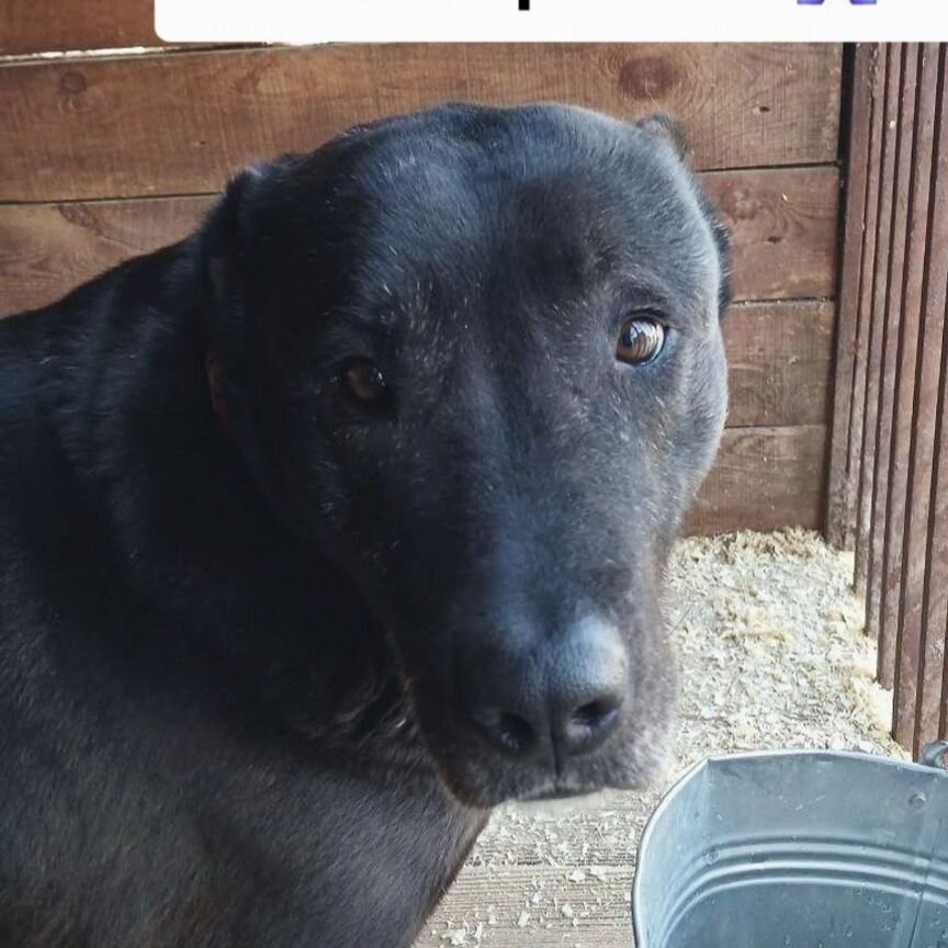 Взрослая собака в добрые руки