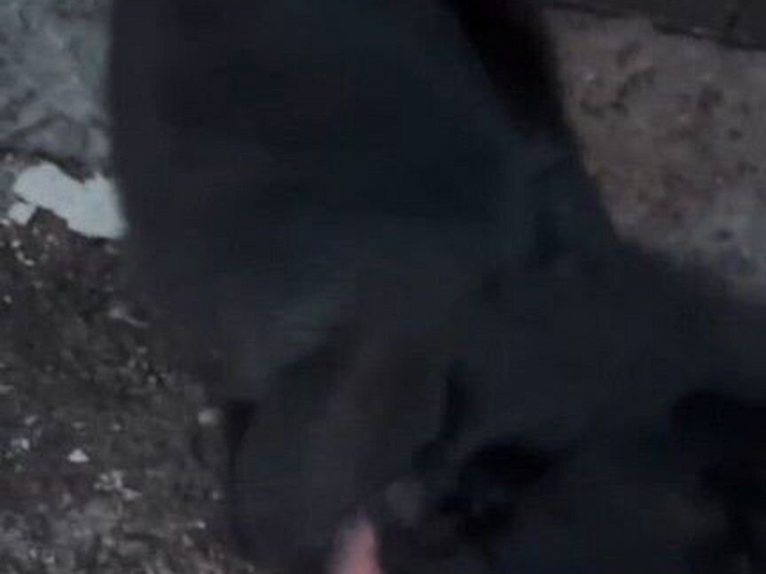 Чёрный пуховый домашний кот появился на улиице