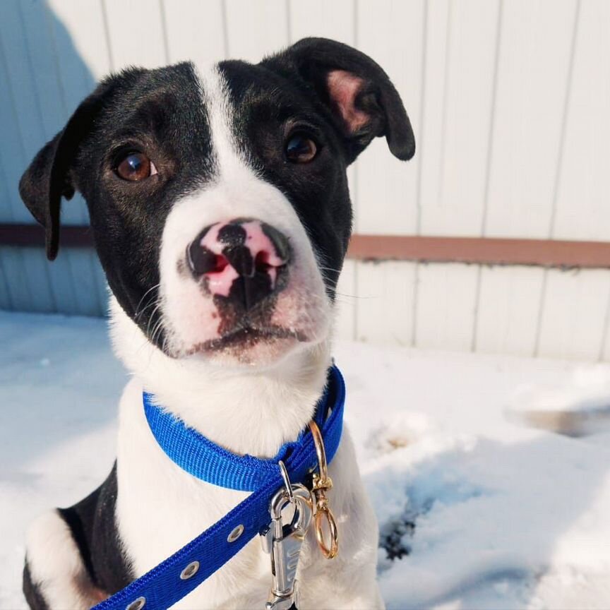 Собака в добрые руки