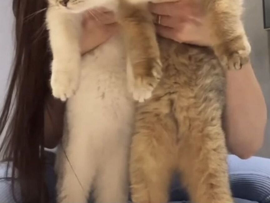Котята золотая шиншилла