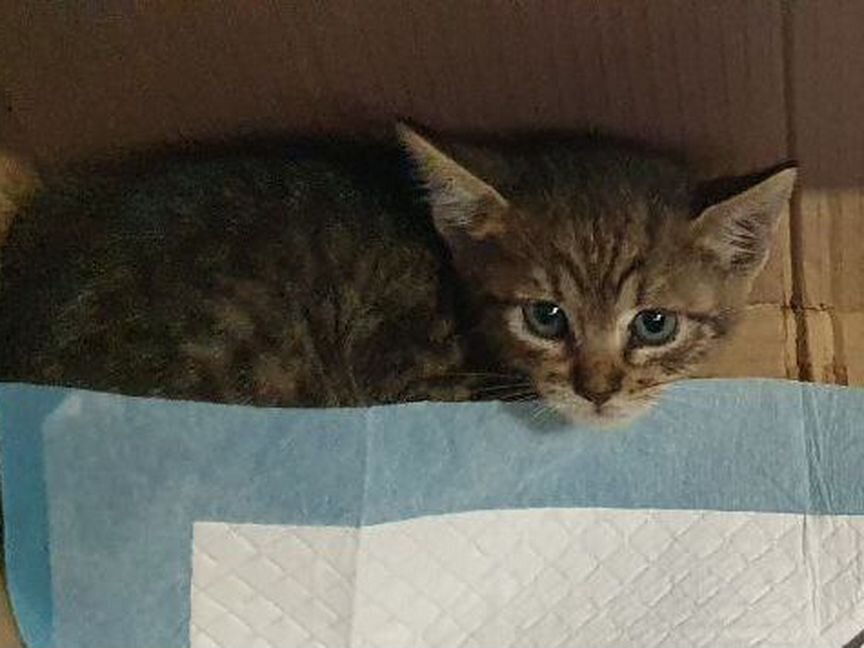 Котенок мальчик в добрые руки 2 мес