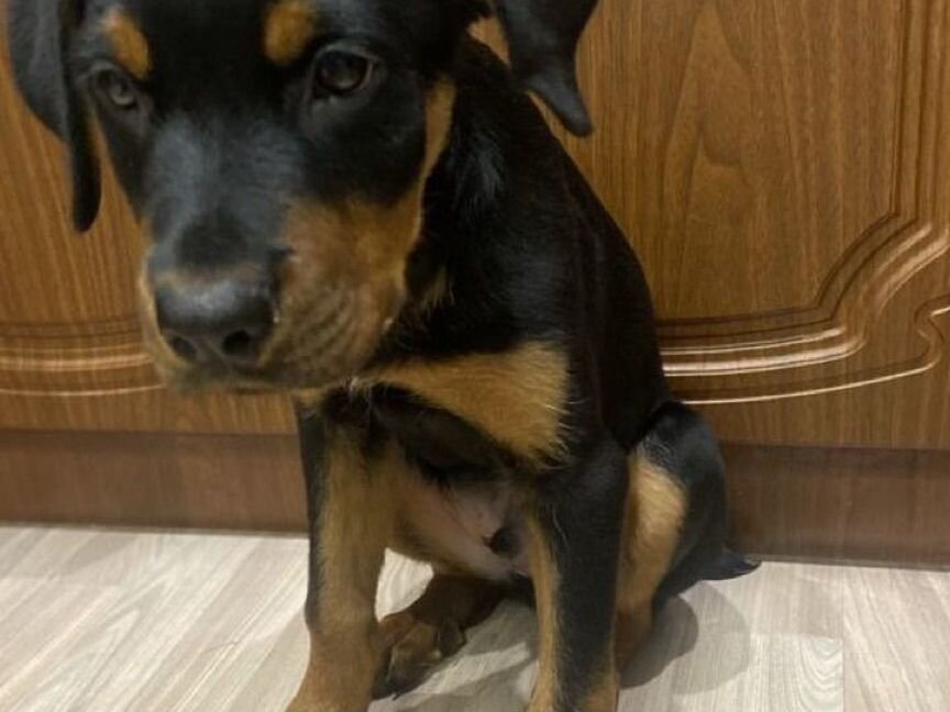 Щенок ротвейлера