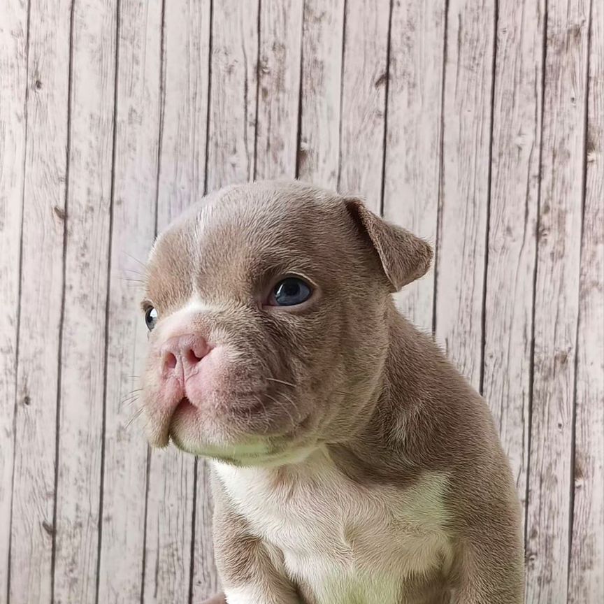 Американский булли покет