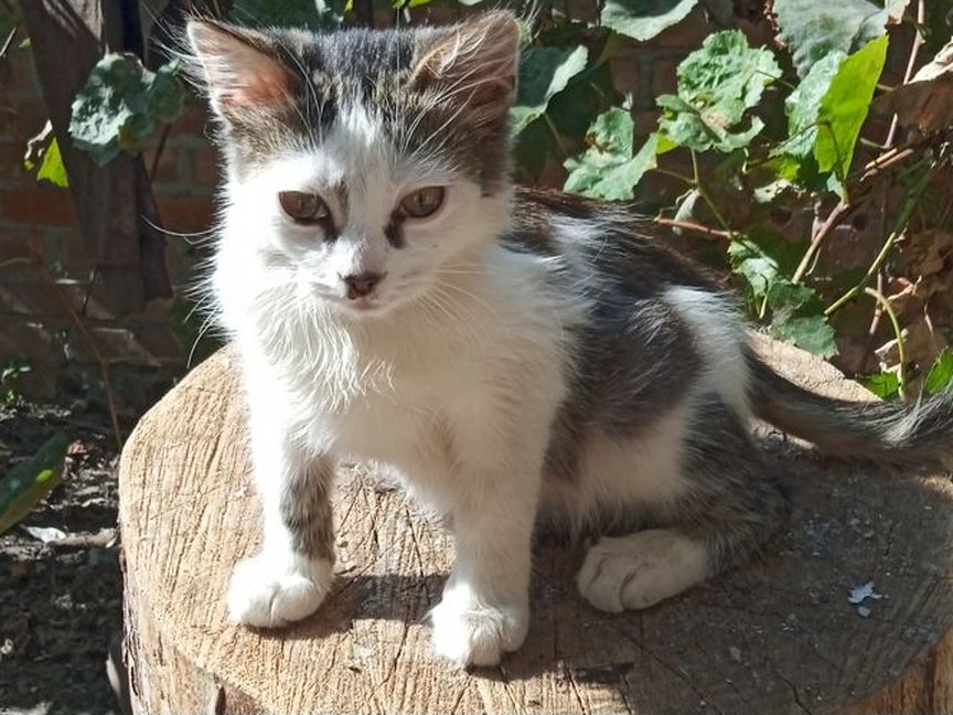 Котенок великолепный