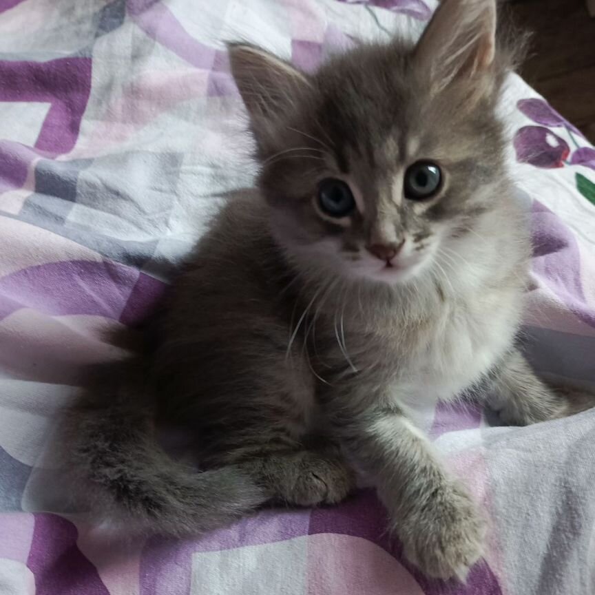 Котёнок в добрые руки