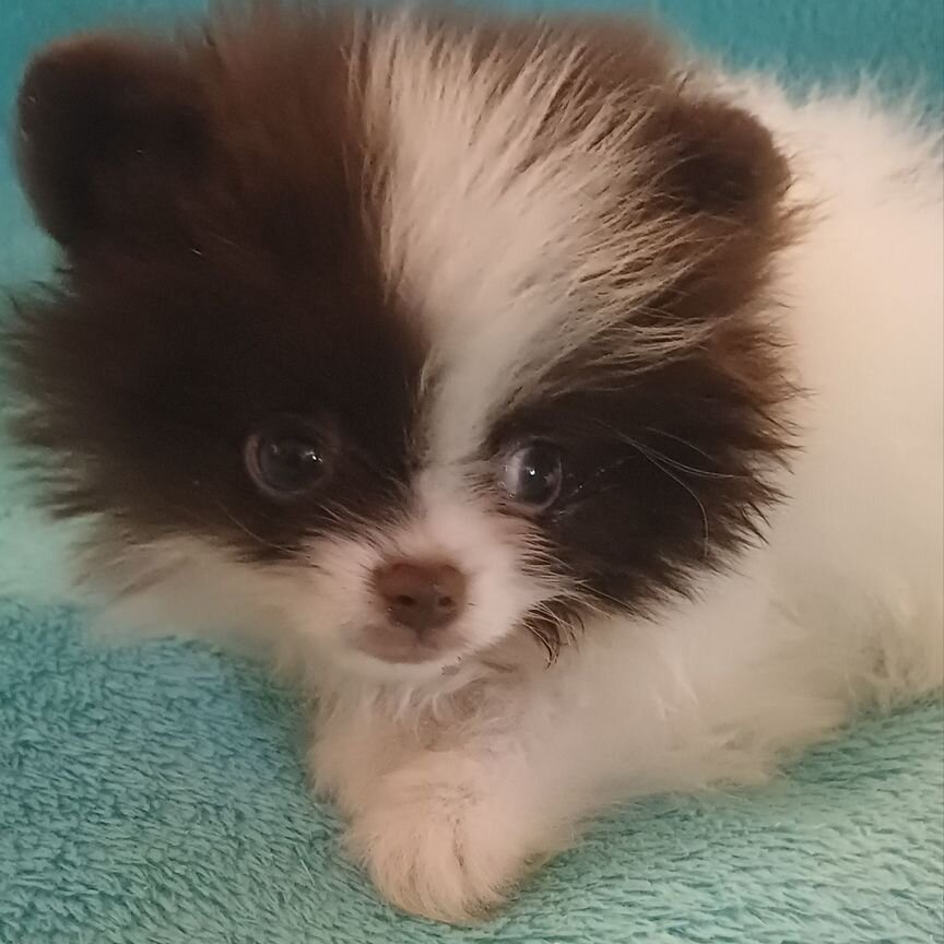 Шоколад в молоке шпиц