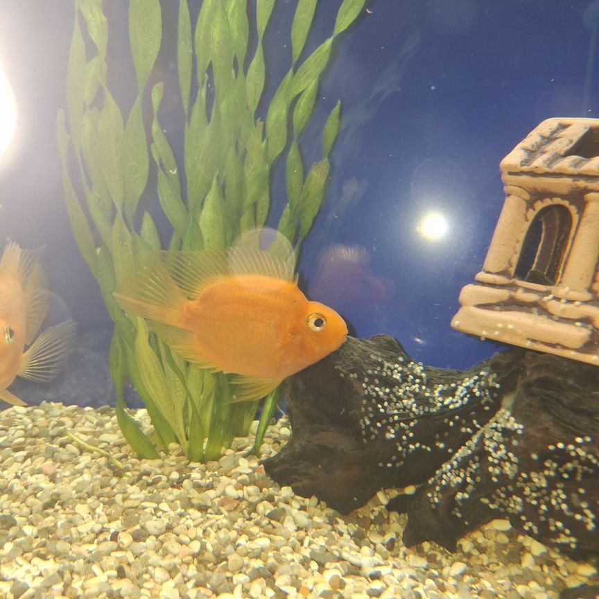 Цихлида, трёхгибридный попугай