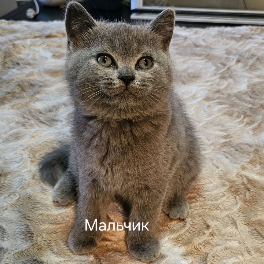 Шотландский вислоухий короткошёрстный котёнок