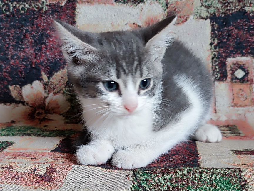 Котята в добрые руки в дар