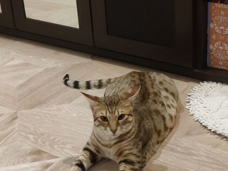 Саванна кот на вязку