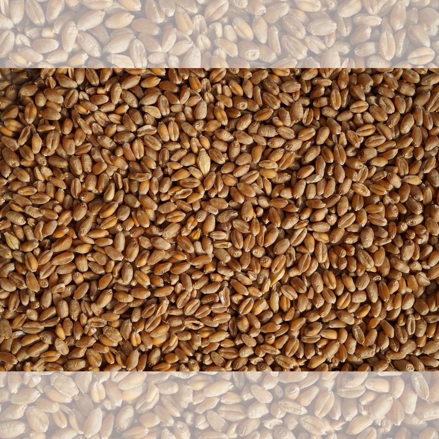 Продам пшеницу клейковина выше 25