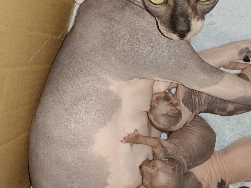 Канадский сфинкс котенок