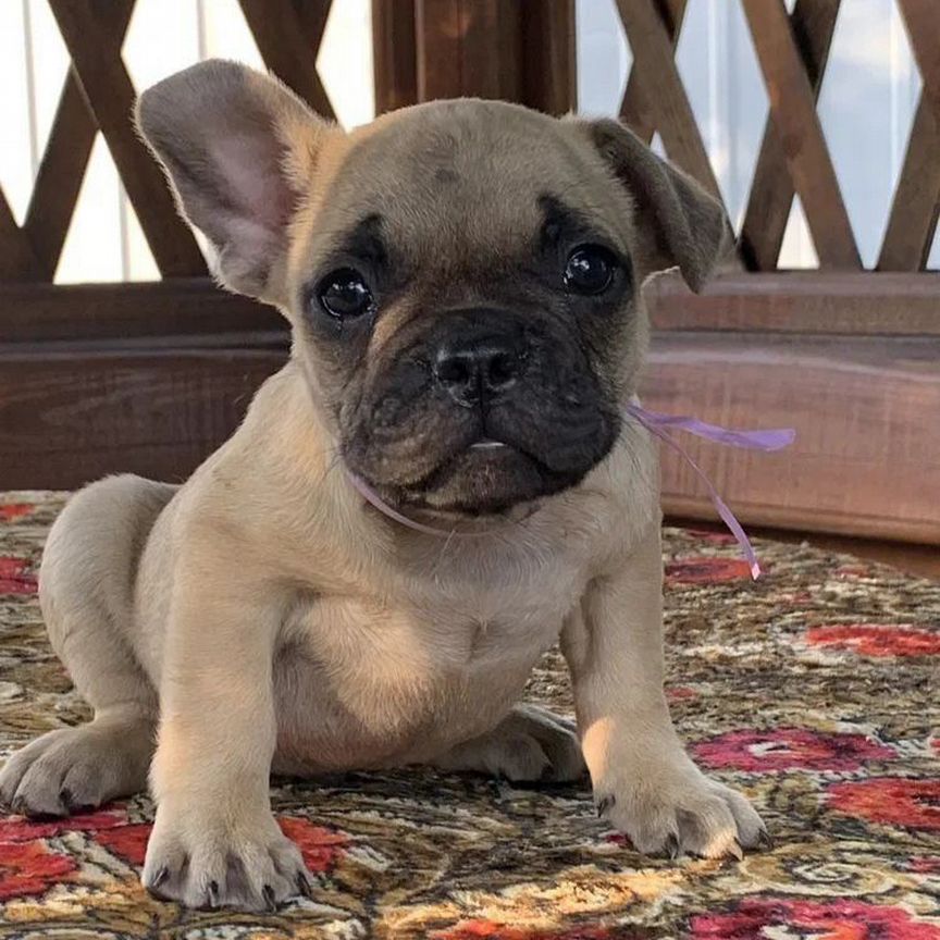 Французский бульдог