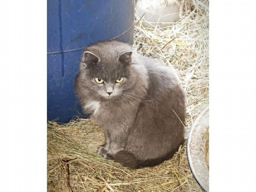 Кошка 2 года пушистая мышеловка