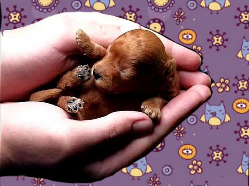 Той-пудель ред мальчики