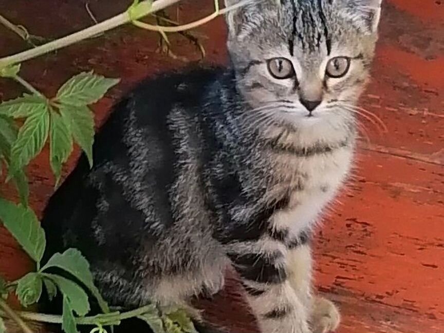 Кошка. Котенок