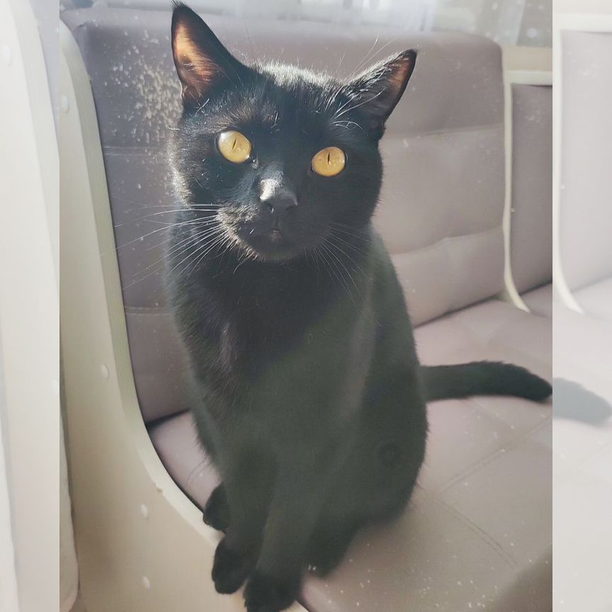 Отдам кота в добрые руки бесплатно