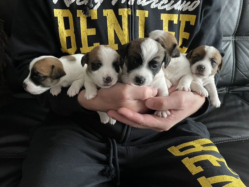 Щенки джек Рассел терьер