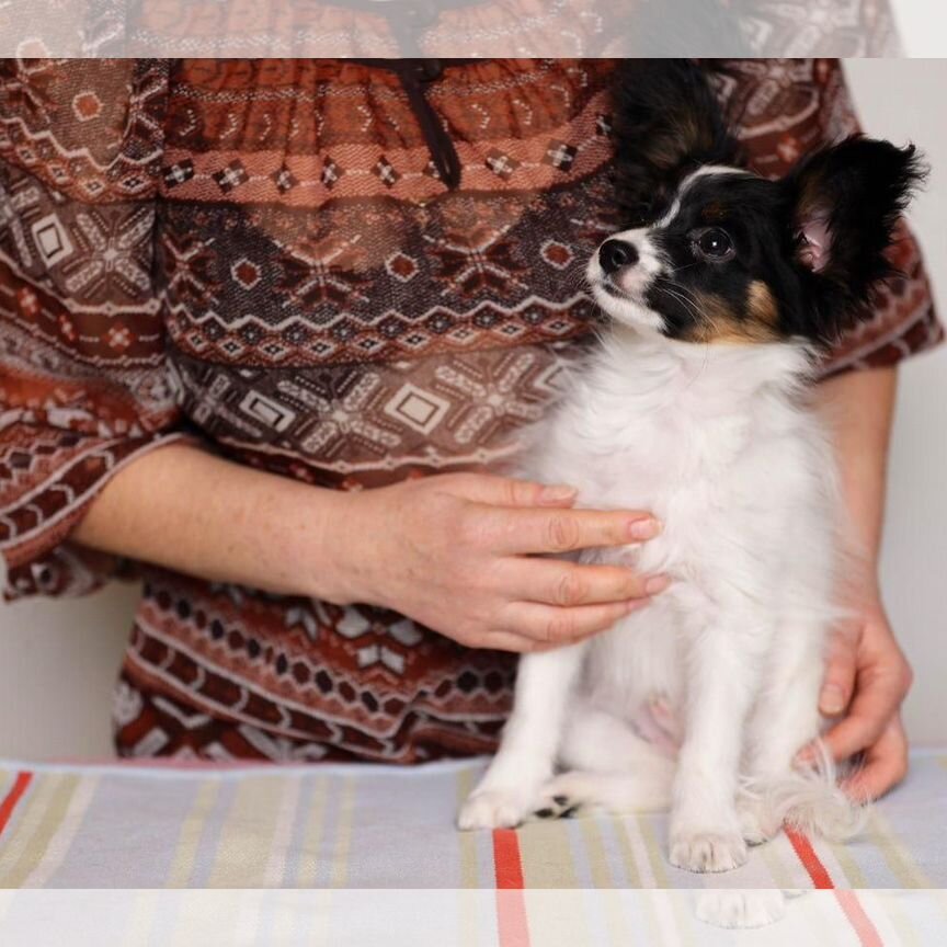 Щенок мальчик маленький