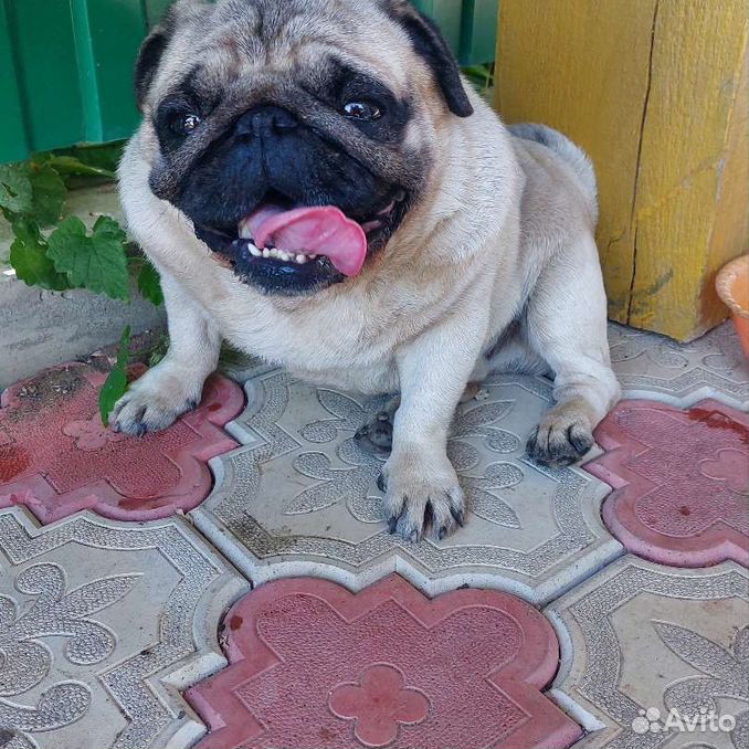 Найден мопс ищем хозяина