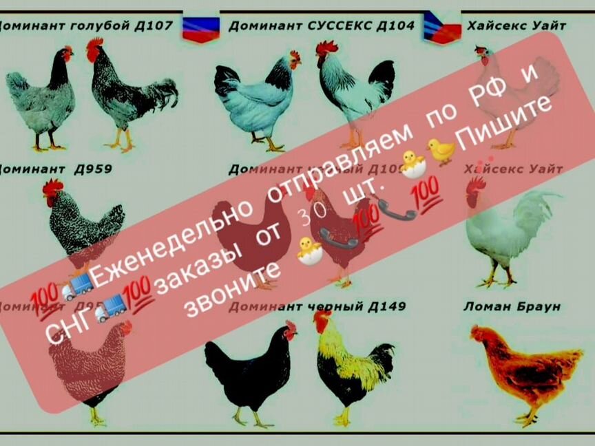 Несушка доминант Д109 Д107 Феникс Брама Леггорн