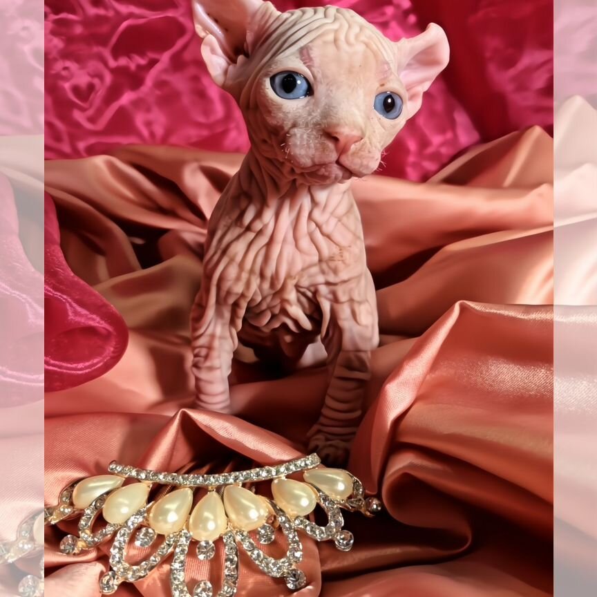 Канадский сфинкс котёнок