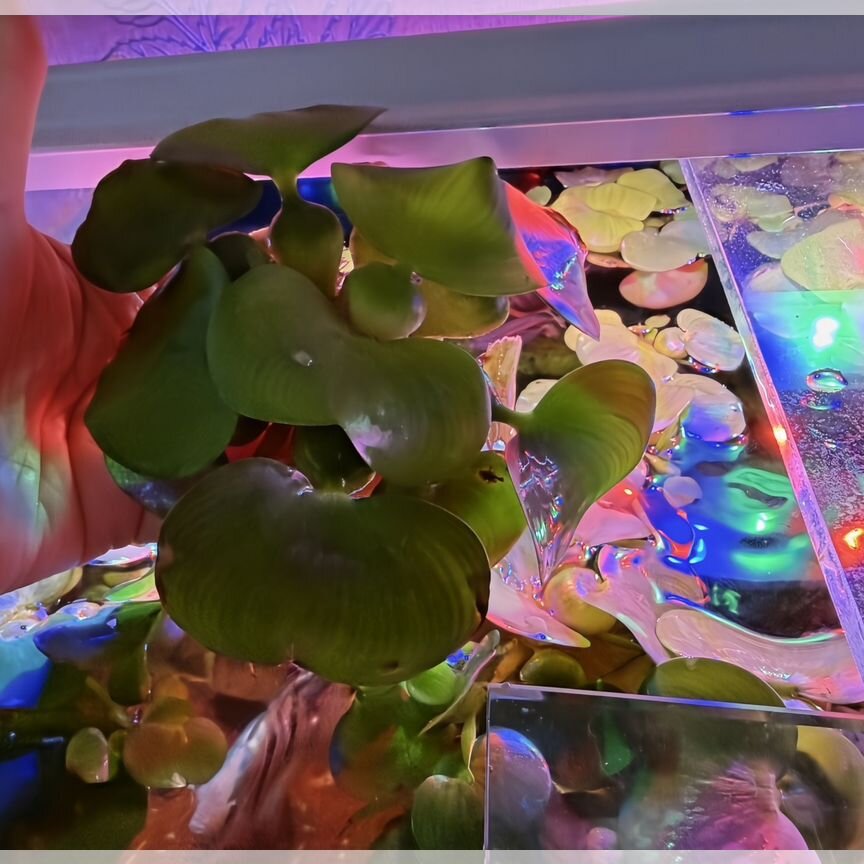 Водный гиацинт Эйхорния