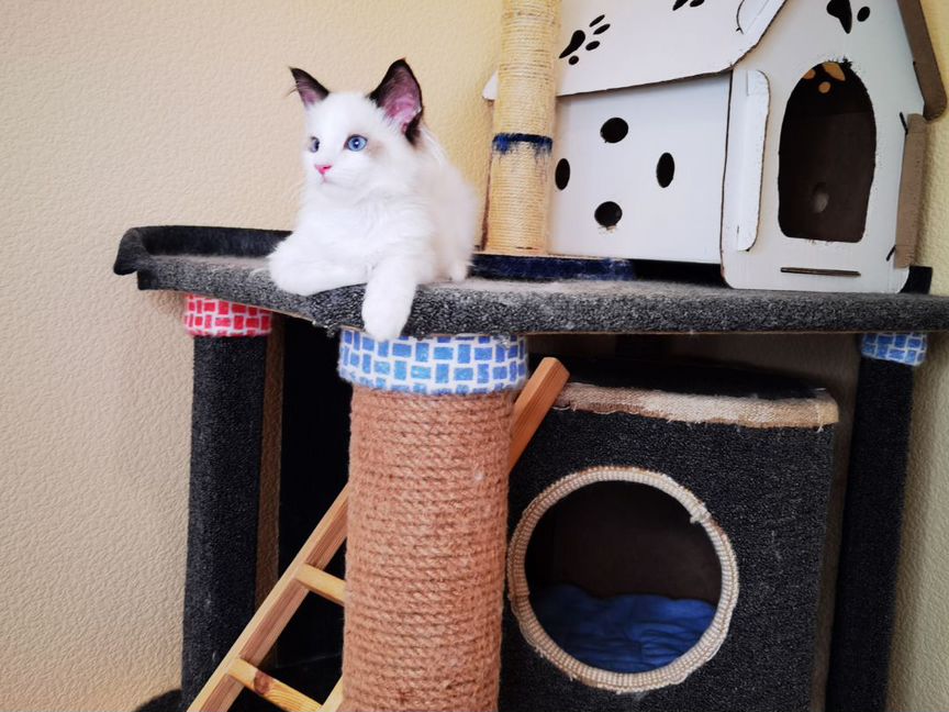 Котик Рэгдолл