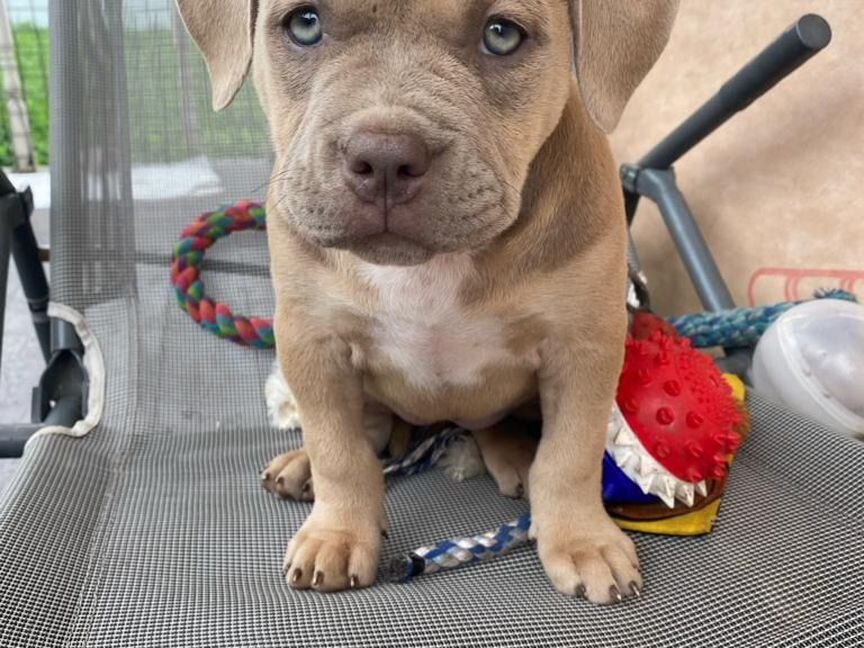 Американский булли