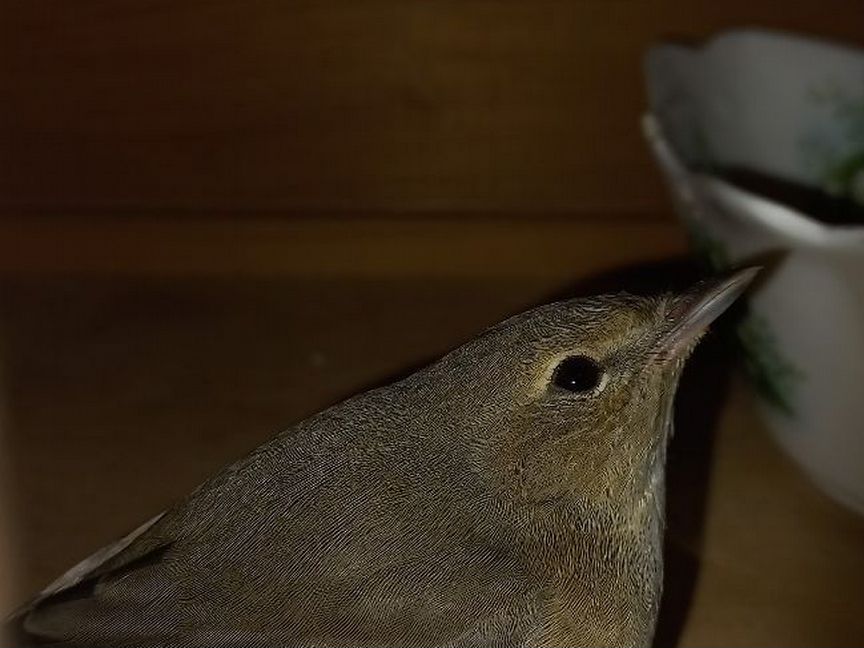 Черноголовка Славка птица