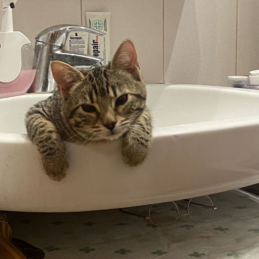 Котенок