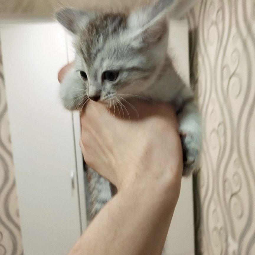 Котята