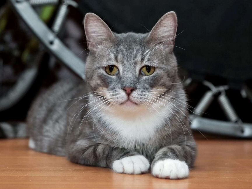 Кот Кеша 2 года