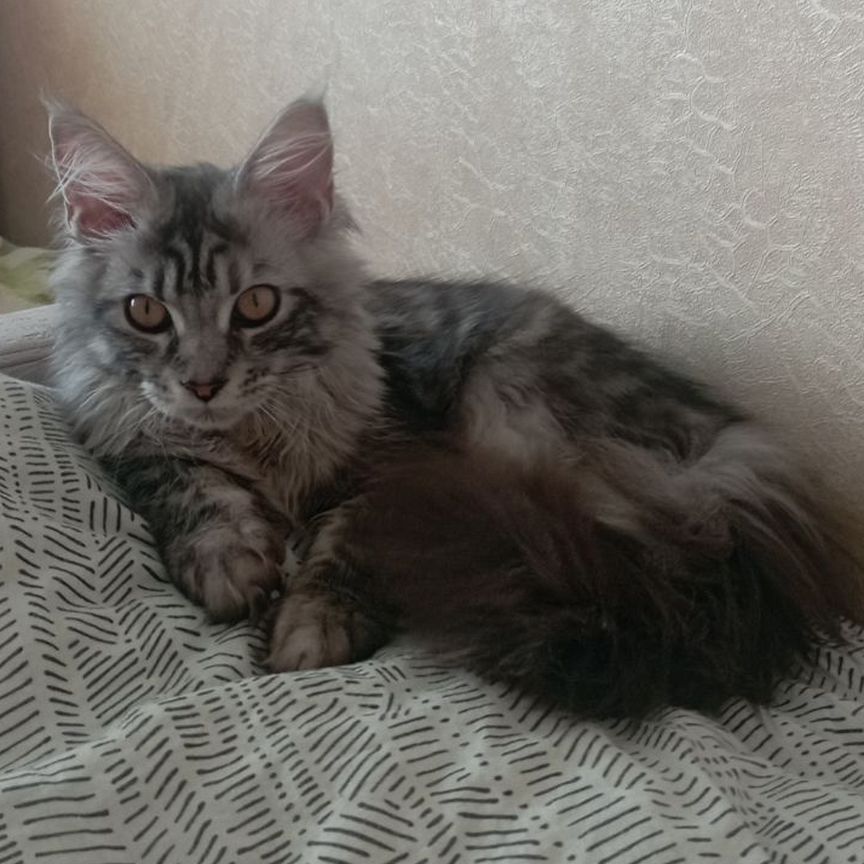 Котёнок мейн-кун