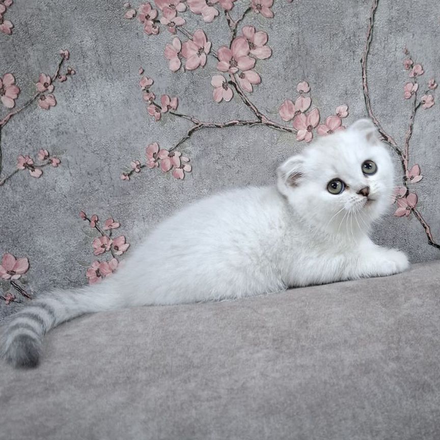 Котенок девочка