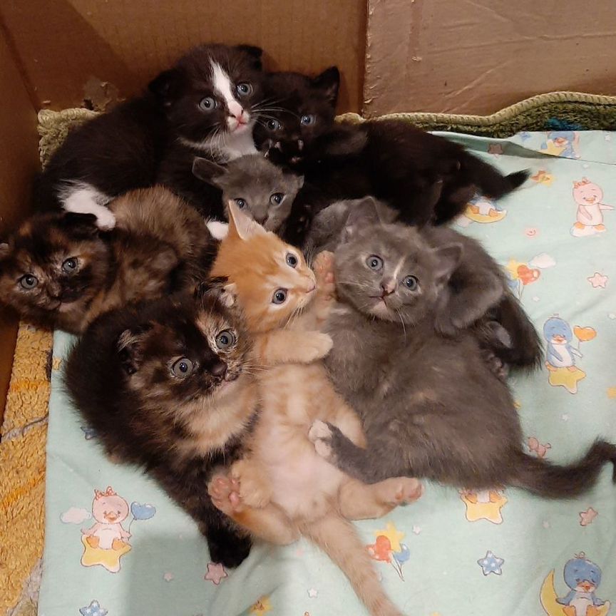 Котята в добрые руки бесплатно маленькие