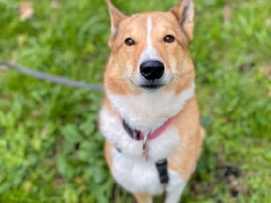 Собака бесплатно