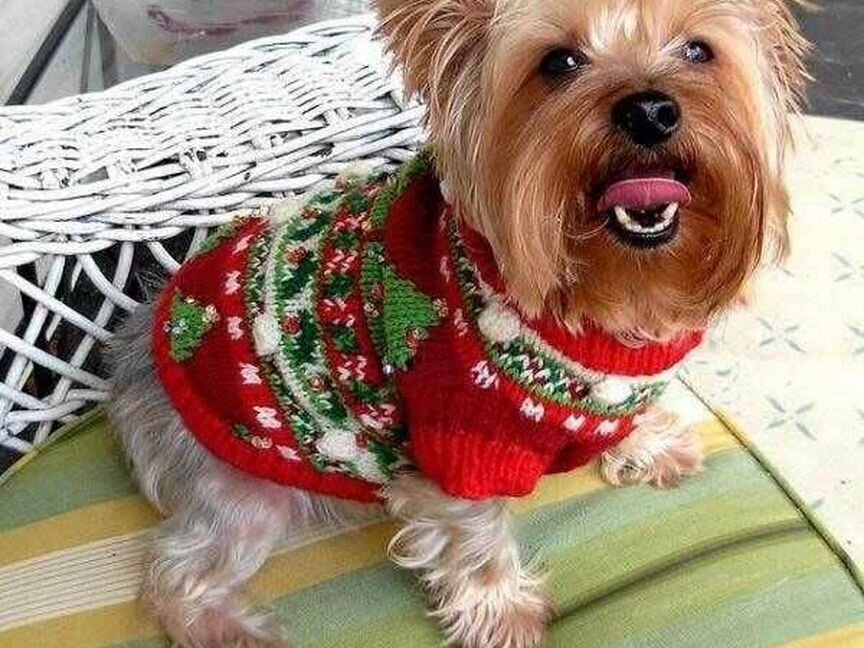 Одежда для питомца