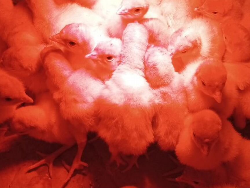 Индюшата суточные