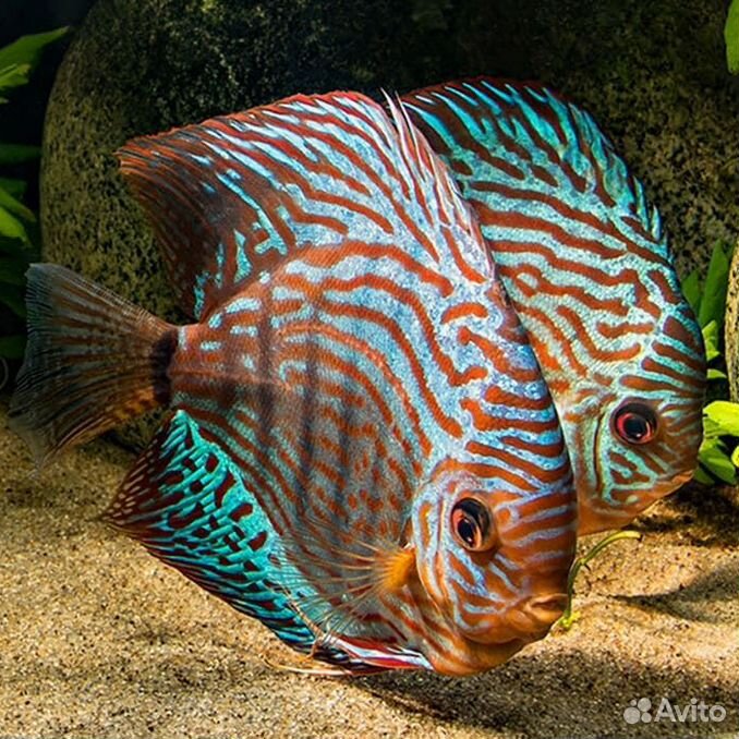 Дискус Туркис Синий (SM) (арт 3023)