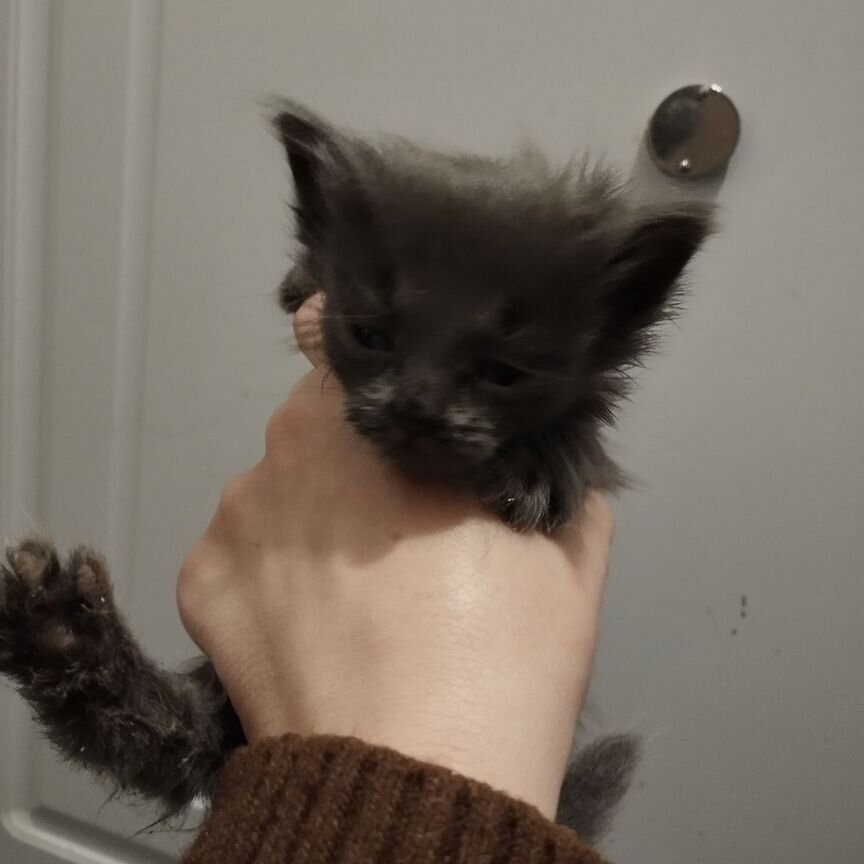 Котята