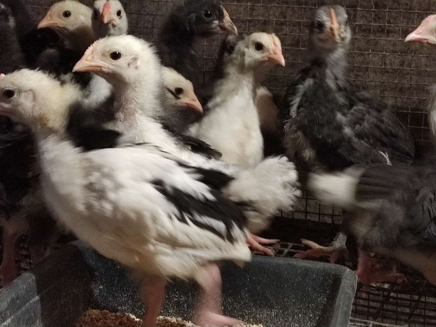 Цыплята Австролорп