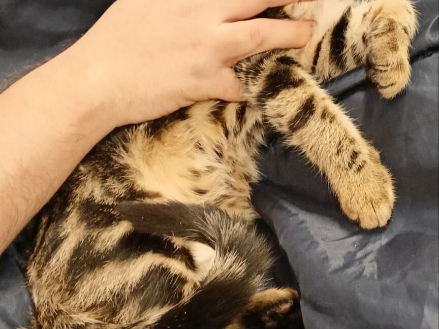 Котенок мальчик