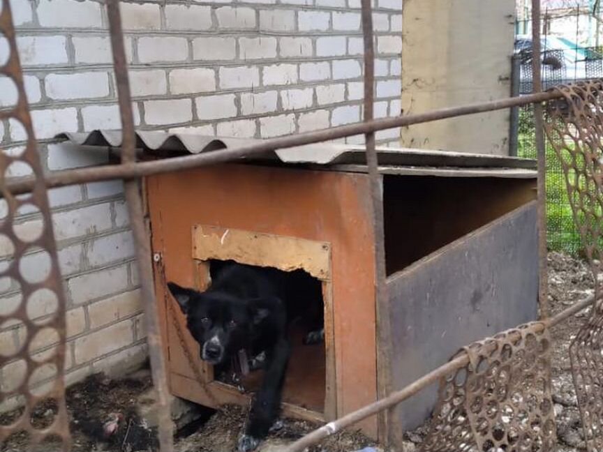Помогите спасти жизнь