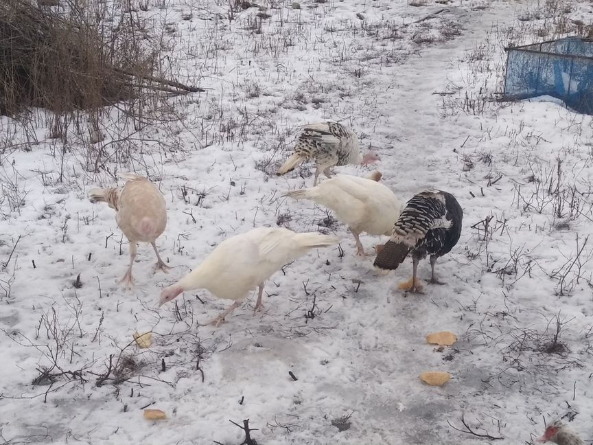 Индюки и петухи