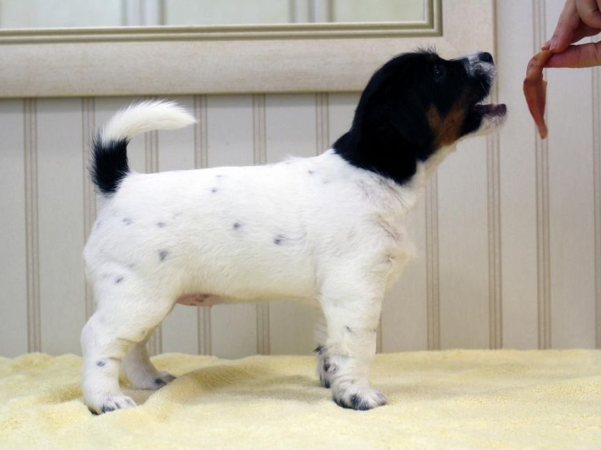 Собаки щенки