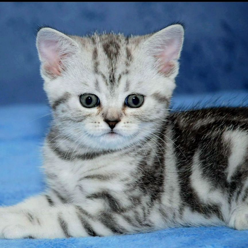 Яркие Мраморные Красотки)